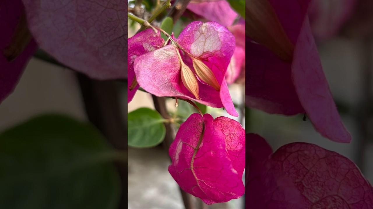 🌰 Bougainvillea seed 🌰 / Garden / Flowers Bloom / Rare Collection / Tips  / grafted / grow