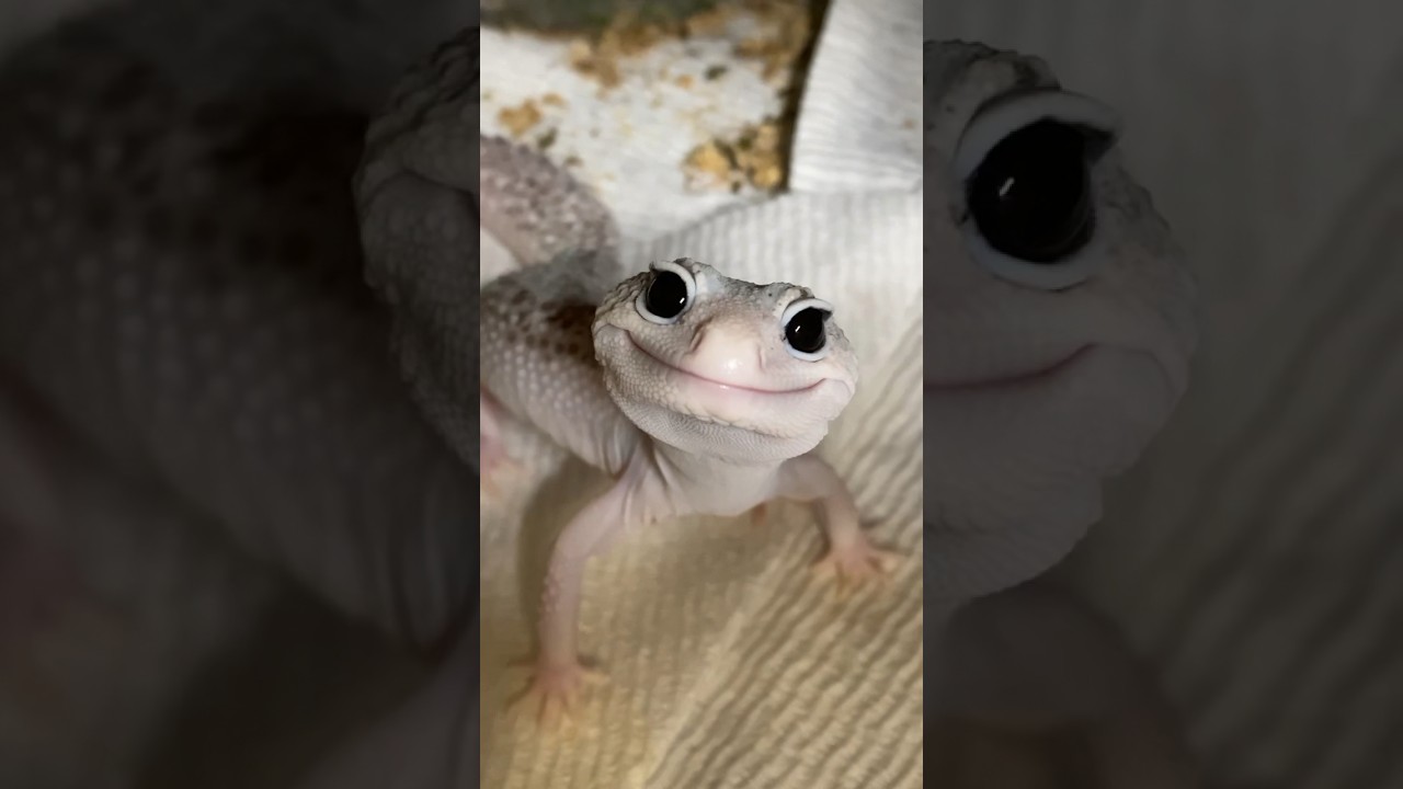 Enzo the Leopard Gecko 🥰🦎