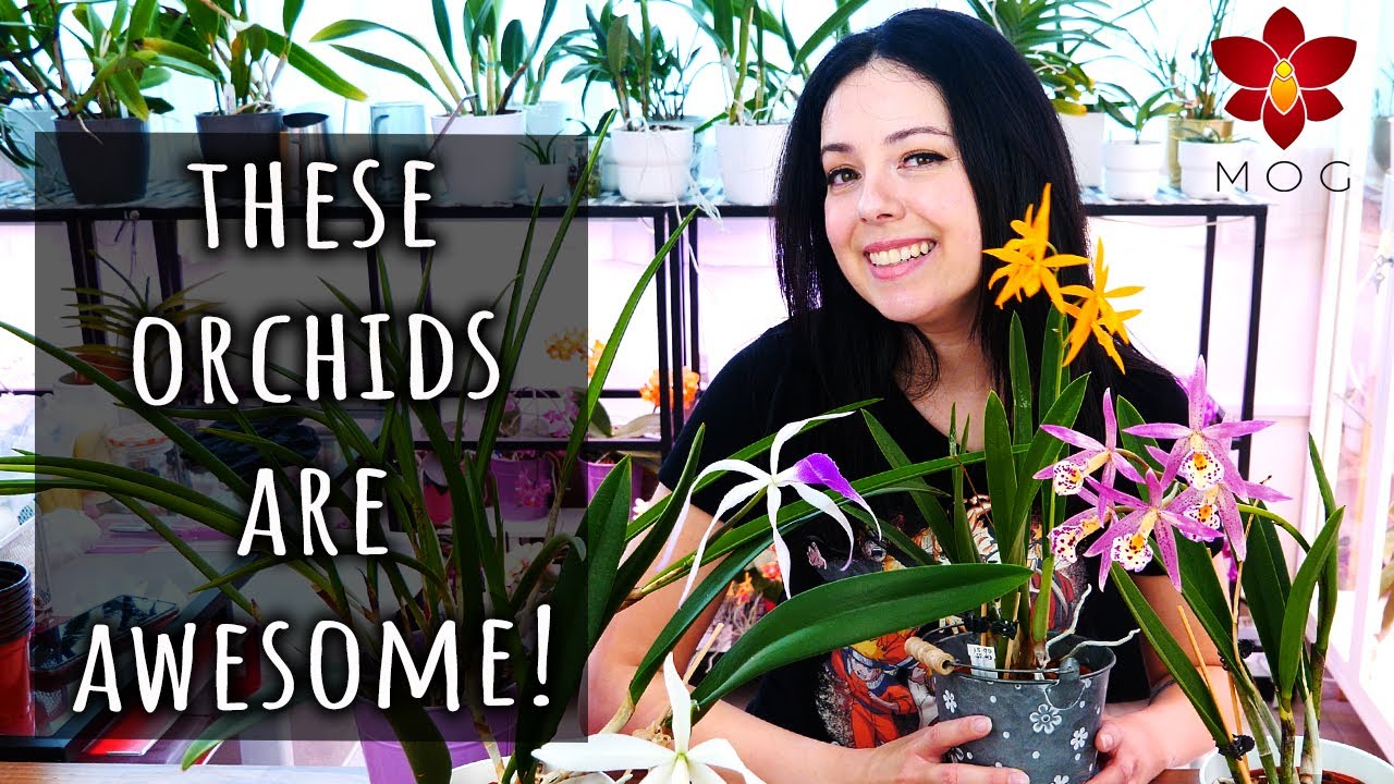 My favourite Orchid Hybrids! - Brassavola Intergenerics