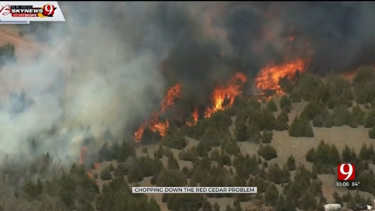 Fighting Fire With Fire: Oklahoma Begins Pilot Program To Control Red Cedar Trees, Wildfires