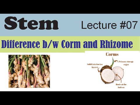 Difference between Corm and Rhizome