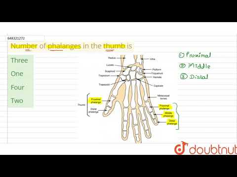 Number of phalanges in the thumb is | 12 | LOCOMOTION AND MOVEMENT | BIOLOGY | AAKASH SERIES | D...