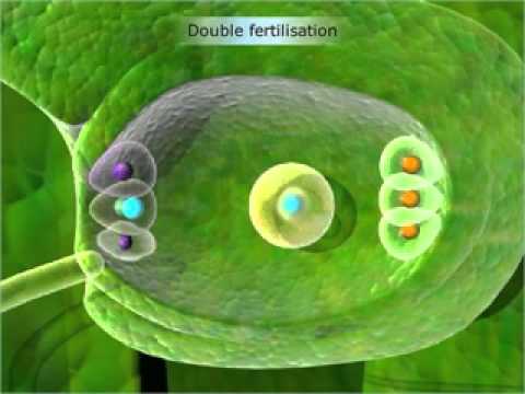 Fertilisation in Flowering Plants -Class 12