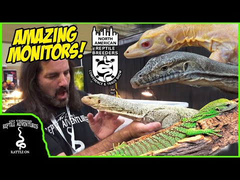 BEST MONITOR LIZARDS OF MARCH TINLEY PARK NARBC 2024!