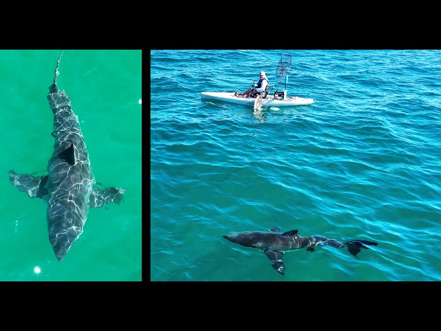 Who captured the first supposed baby great white shark on camera ...