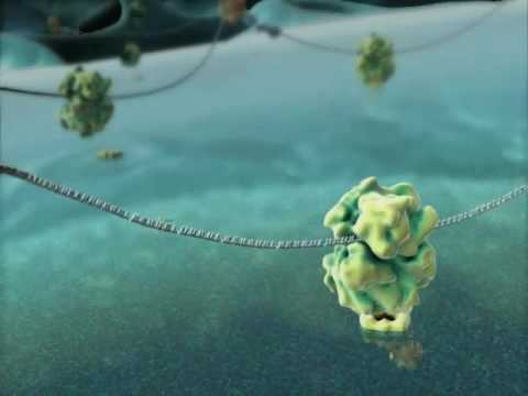 SBI4U Biovisions Inner Life of a Cell