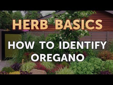 How to Identify Oregano
