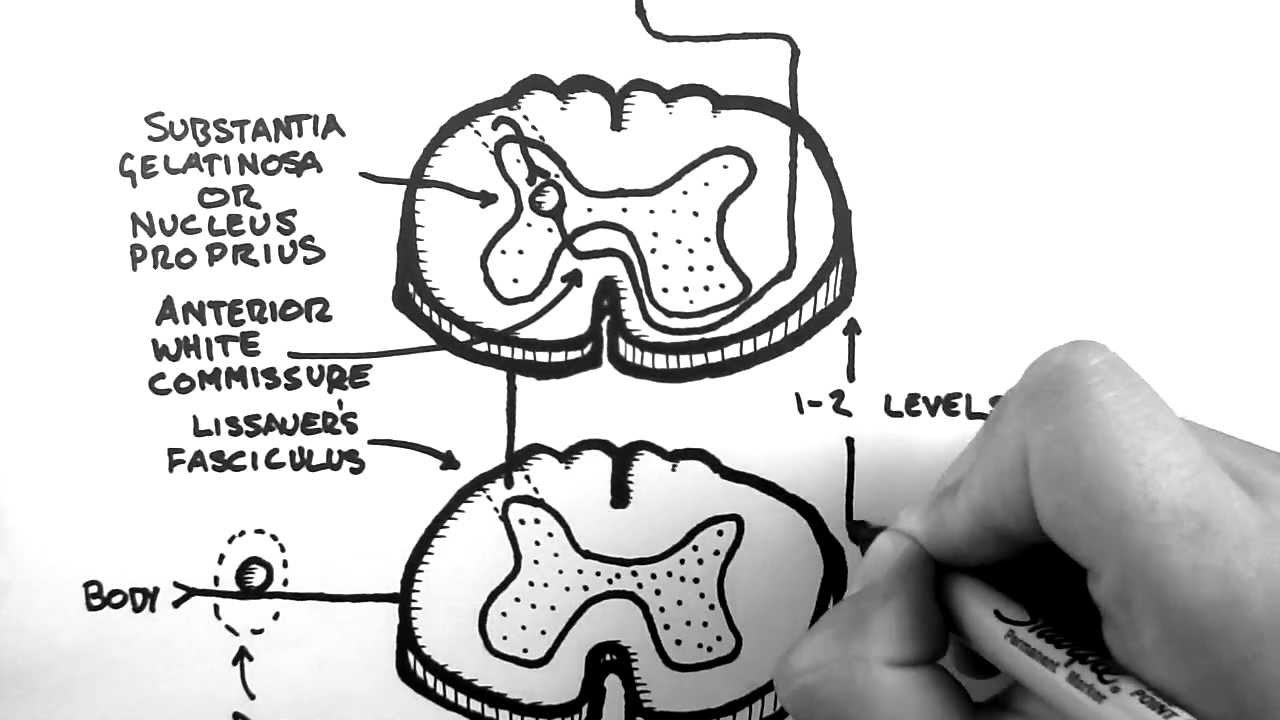 Spinal Pathways 3 - Spinothalamic Tract