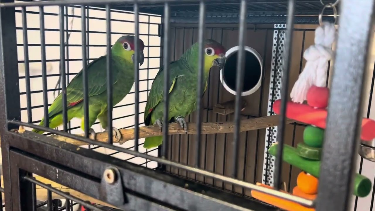 Equador parrot breeding pair  (Lilacine crown Amazon)