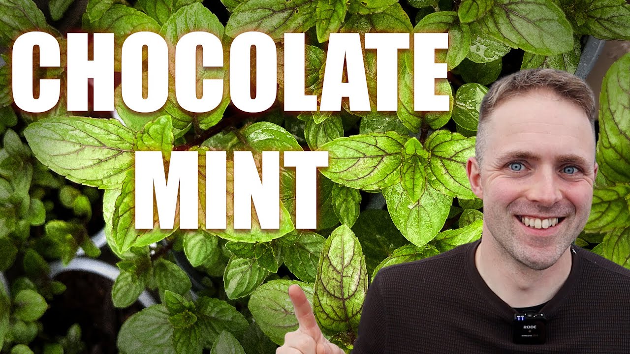 How to Grow: Chocolate Mint
