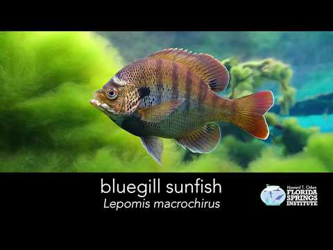 Bluegill Sunfish – Florida Springs Institute