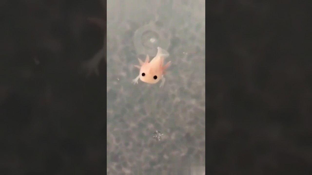 You will fall in love | baby axolotls | #cute #axolotl #baby #fish #pet #viral #ytshorts #amazing