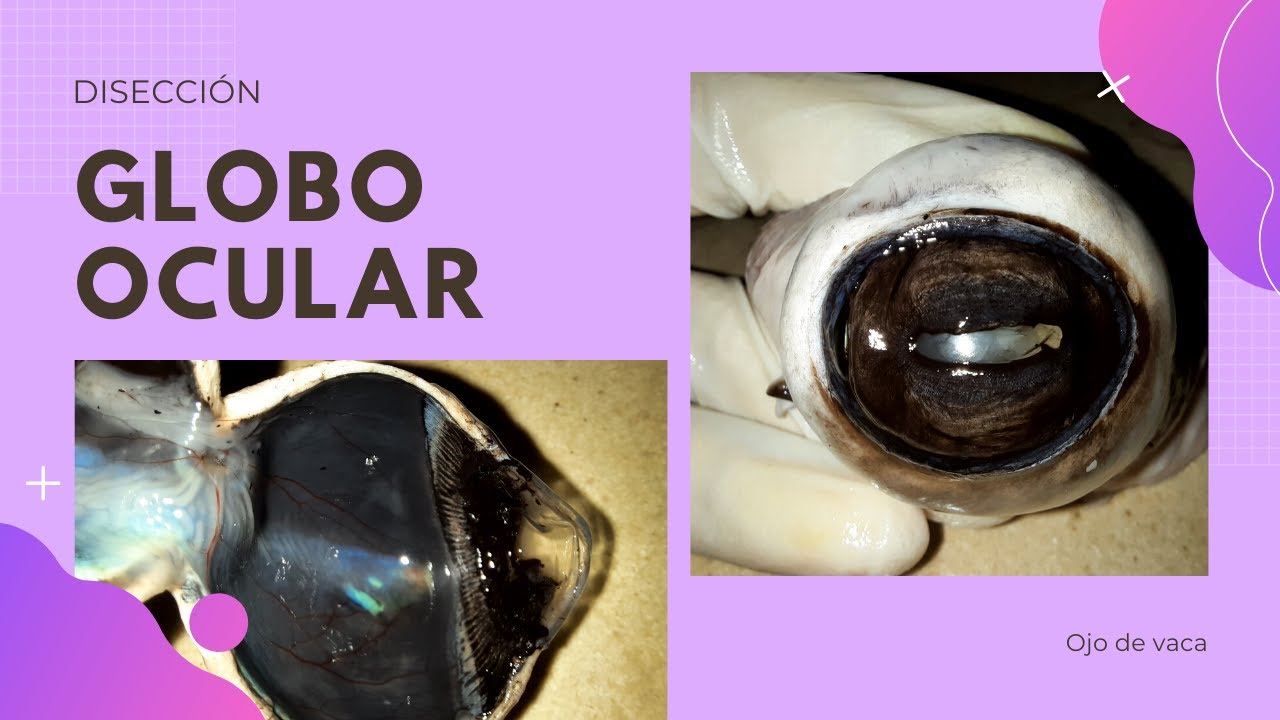Explorando la Anatomía del Ojo de Vaca: Una Disección Detallada | Galaxy.ai