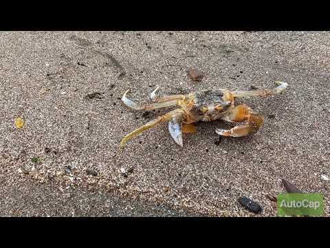How to say crab?