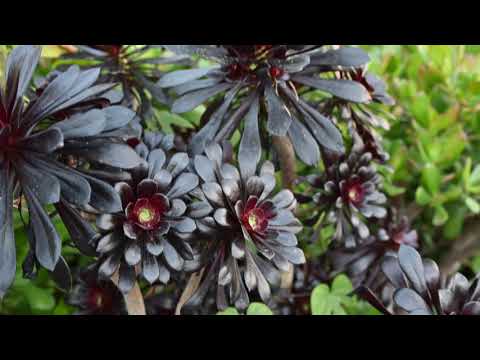Black Prince Aeoniums ‘Zwartkop'
