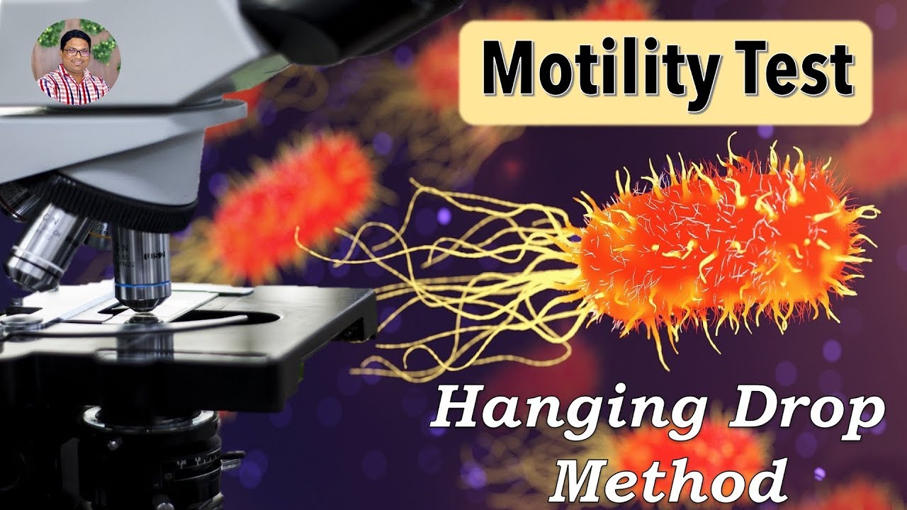 Bacterial Identification Tests: Motility Test (Hanging drop method)