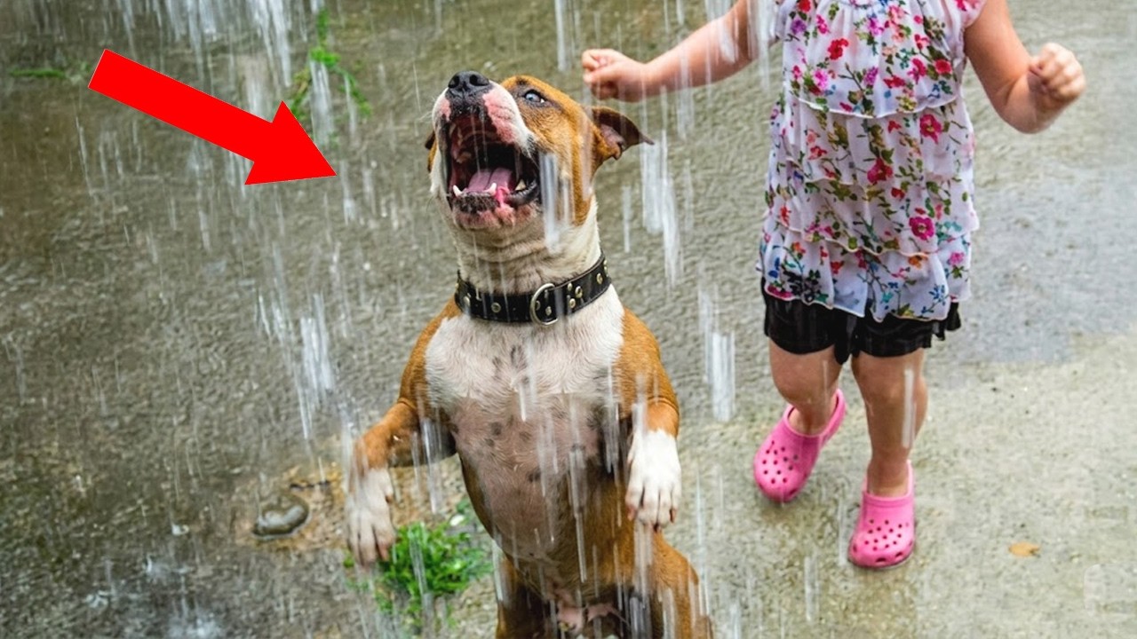 You Will Die Laughing At These Happy Dogs 😂 TOP Funny Dogs 2026