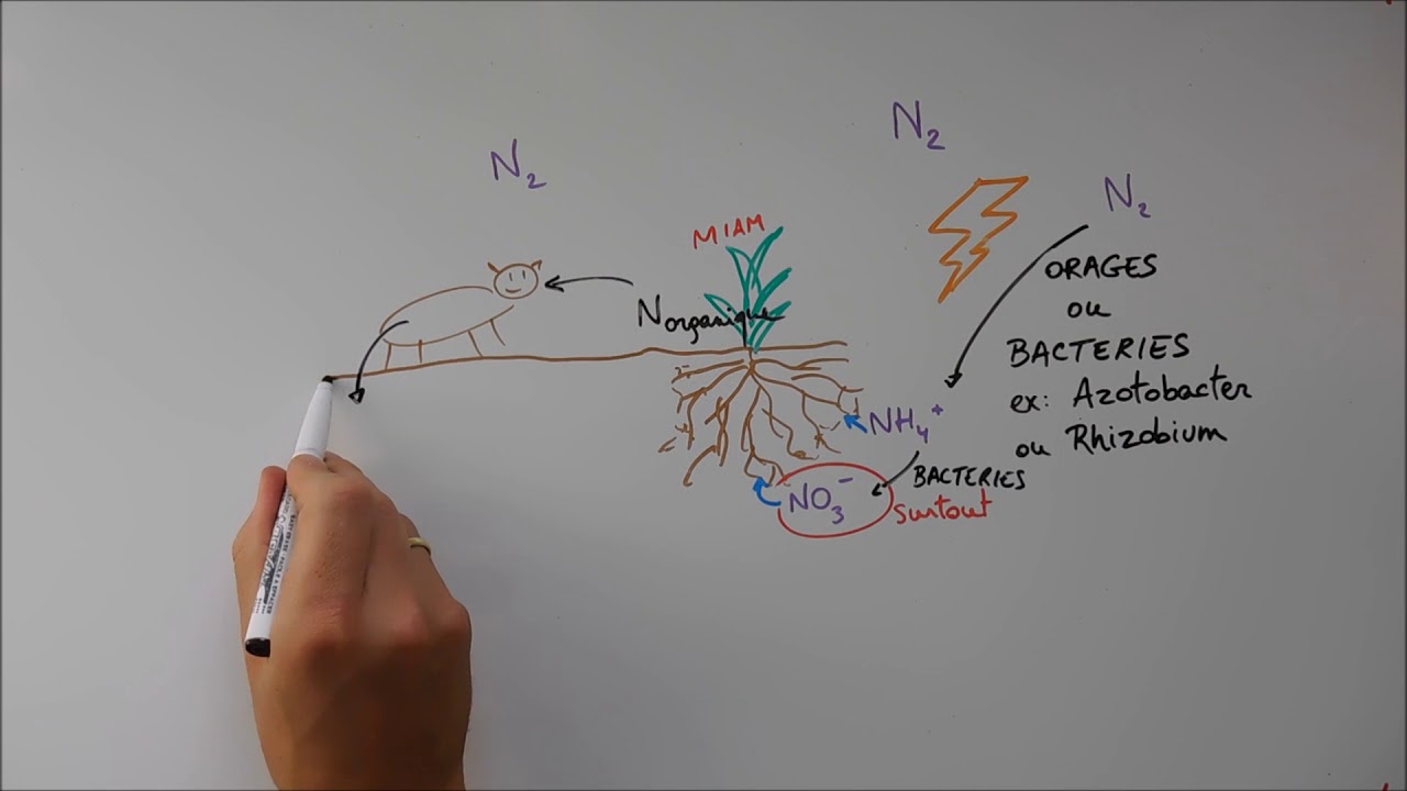 Biogeochemical Cycles - Nitrogen Cycle