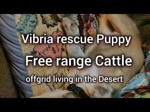 Meet Vibria: Our Newest Adventure and Challenges with Free-Range Cattle ...