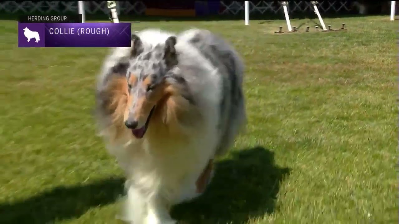 Collies (Rough) | Breed Judging 2022