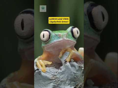 Lemur Leaf Frog🐸"Green Ninja of the Rainforest"🥷😍#shorts#shortvideo#viral#viralvideo#trending#foryou