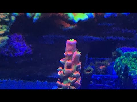 Sps Update!