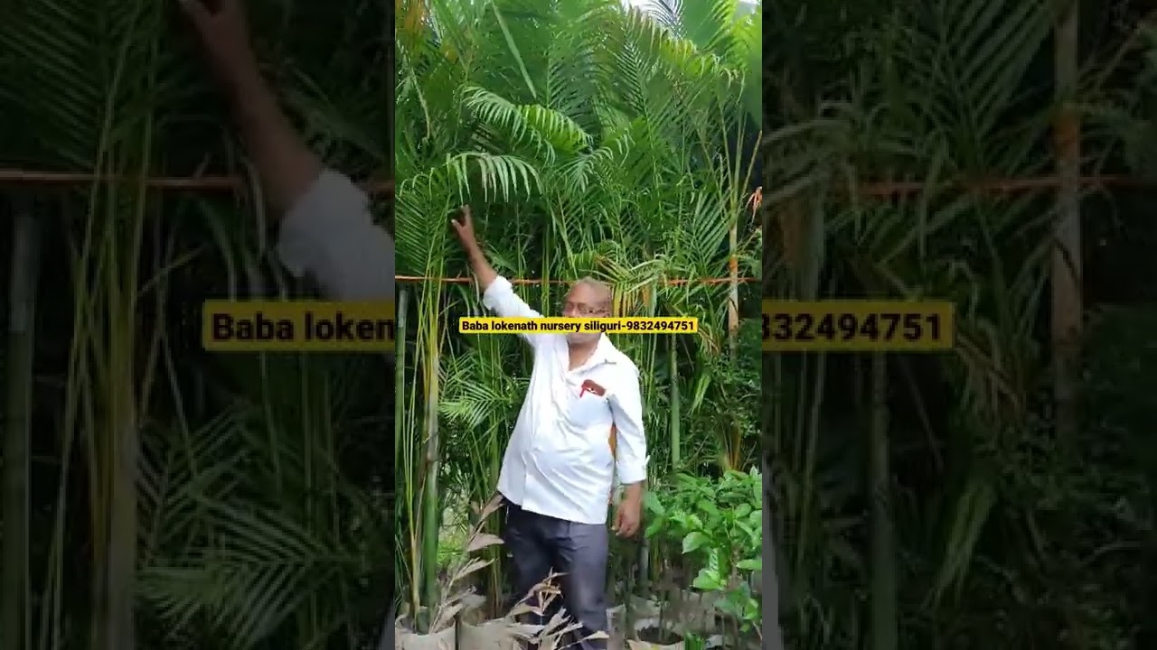 Best nursery in siliguri.big palm trees areca palm for landscaping and garden decoration.9832494751