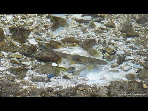 Reproduction naturelle des salmonidés – TRUITES & COMPAGNIES