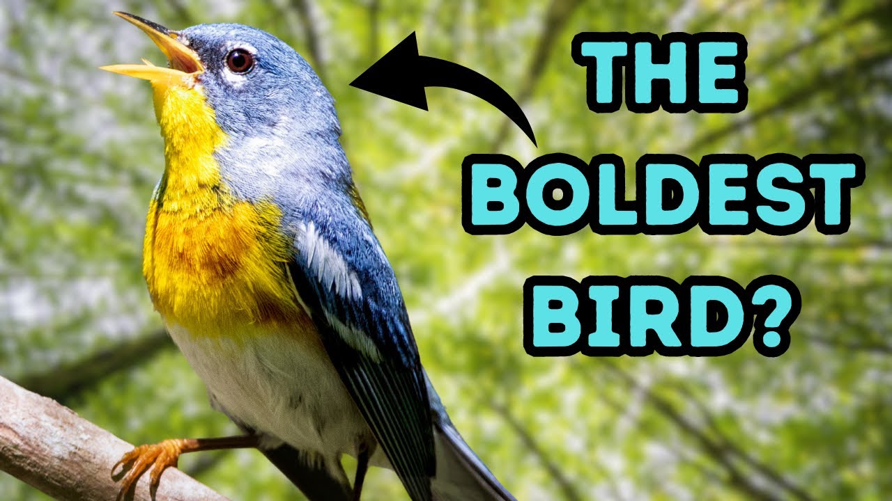 The Northern Parula: Tiny Bird, Big Personality!