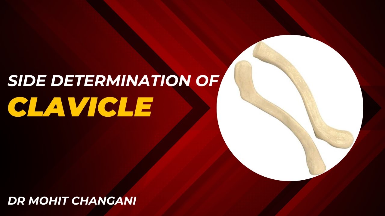 Clavicle Side Determination | Anatomy Made Simple