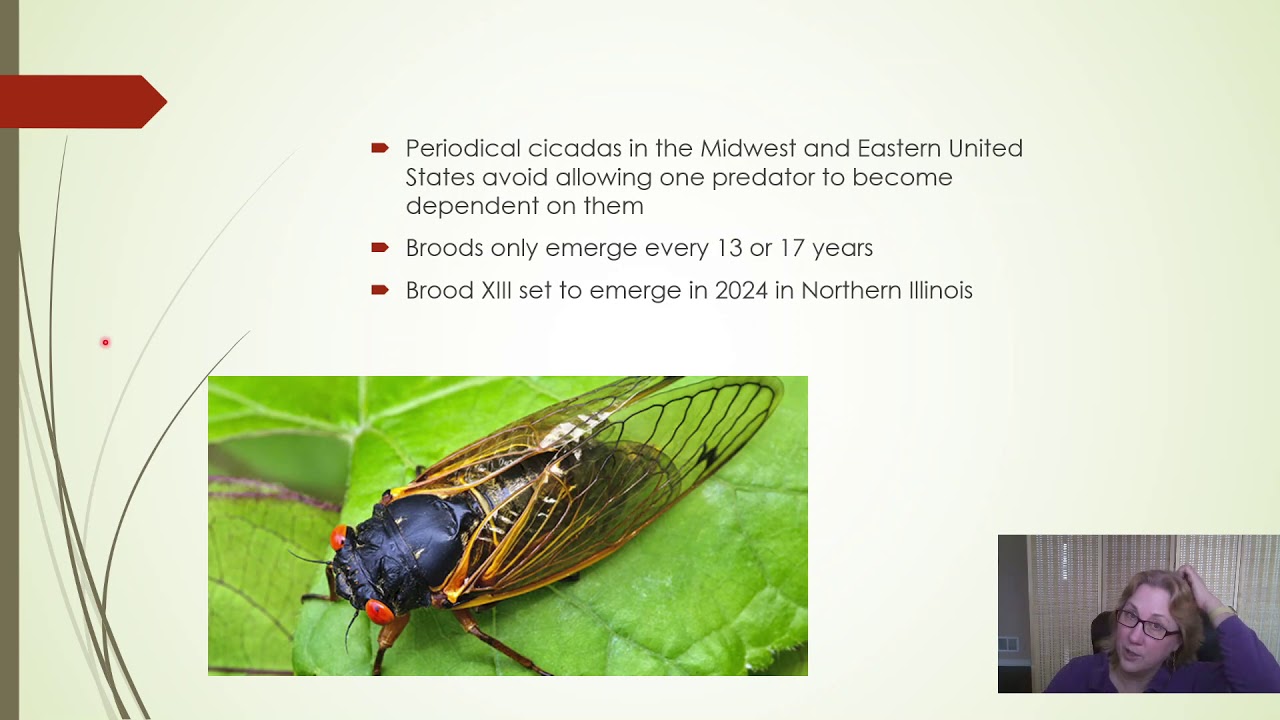 Populations Part 2