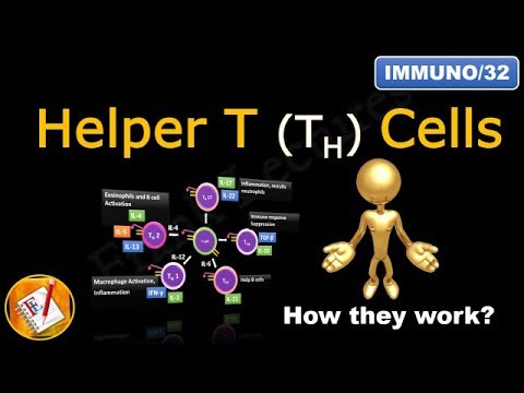 Helper T Cells: TH1 cells, TH2 cells, TH17 cells, TFH cells and Treg cells (FL-Immuno/32)