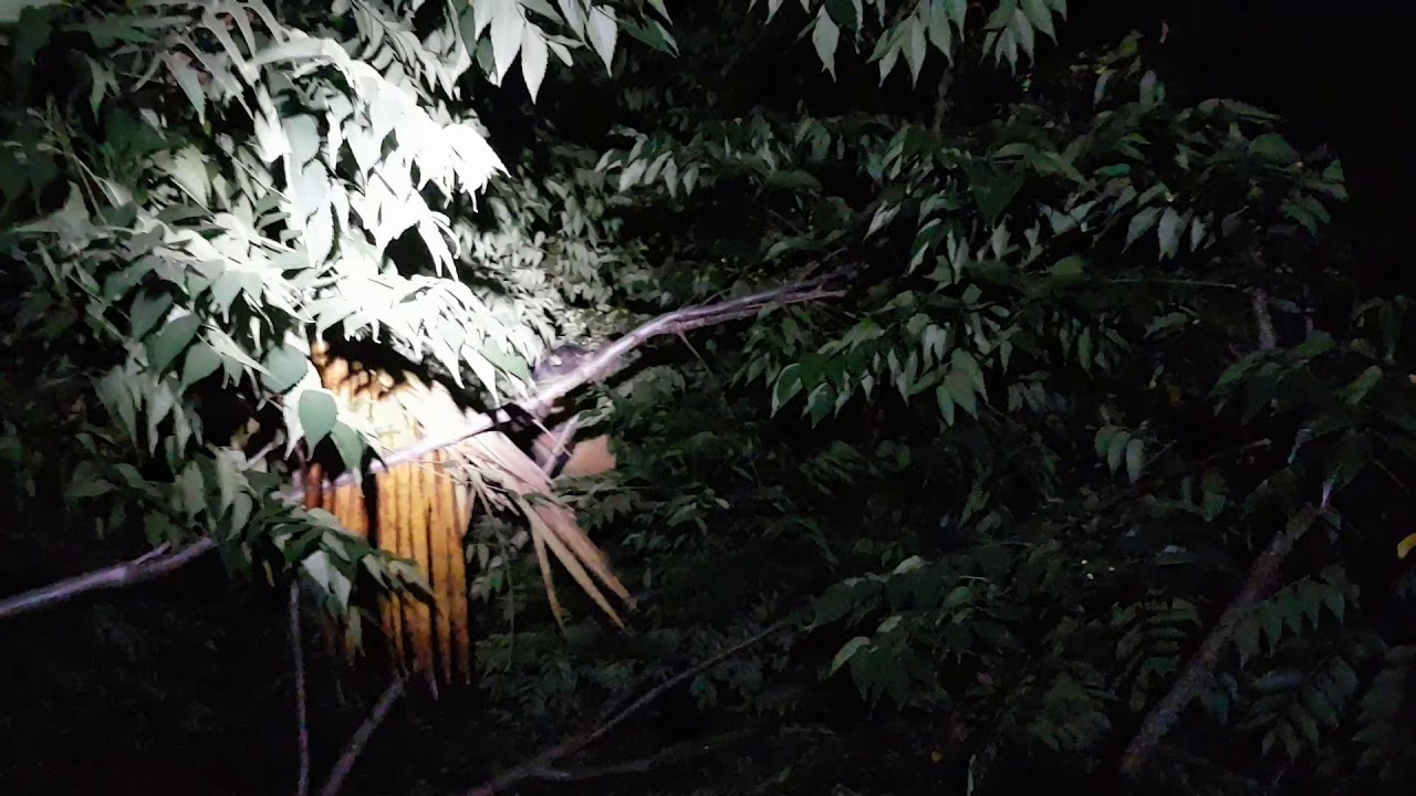 BrushTail Possums Australia