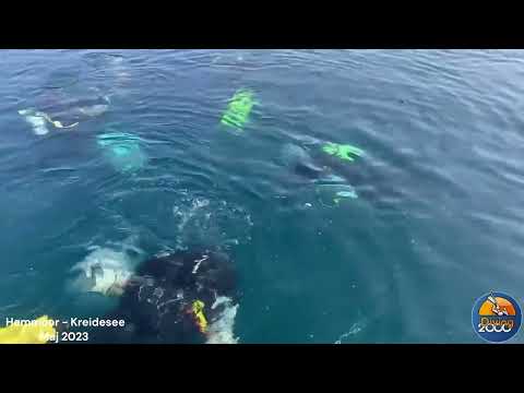 Diving2000 - Hemmoor - Kreidesee - Maj 2023