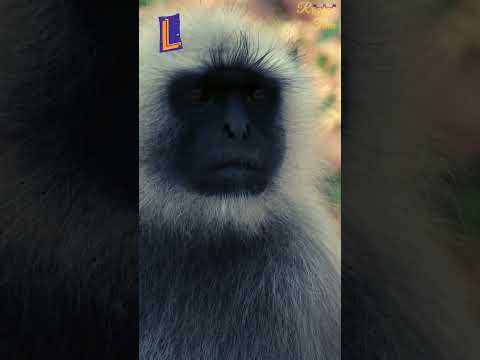 MONKEY NAMES FROM A TO Z + RhymeTime nursery rhymes & kids songs