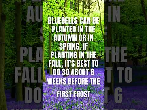 A Beginner's Guide to Growing Bluebells - How to Successfully Plant and Care for Bluebells