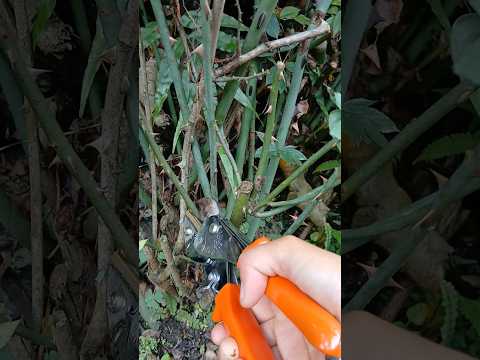 how to prune roses