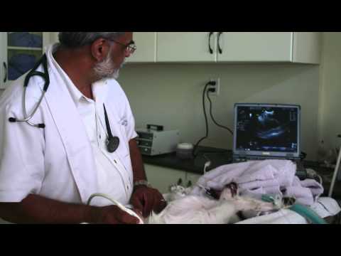 Apex Animal Hospital - Short