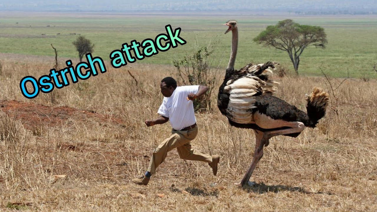 ostrich attack to human #ostrich #birdsattack