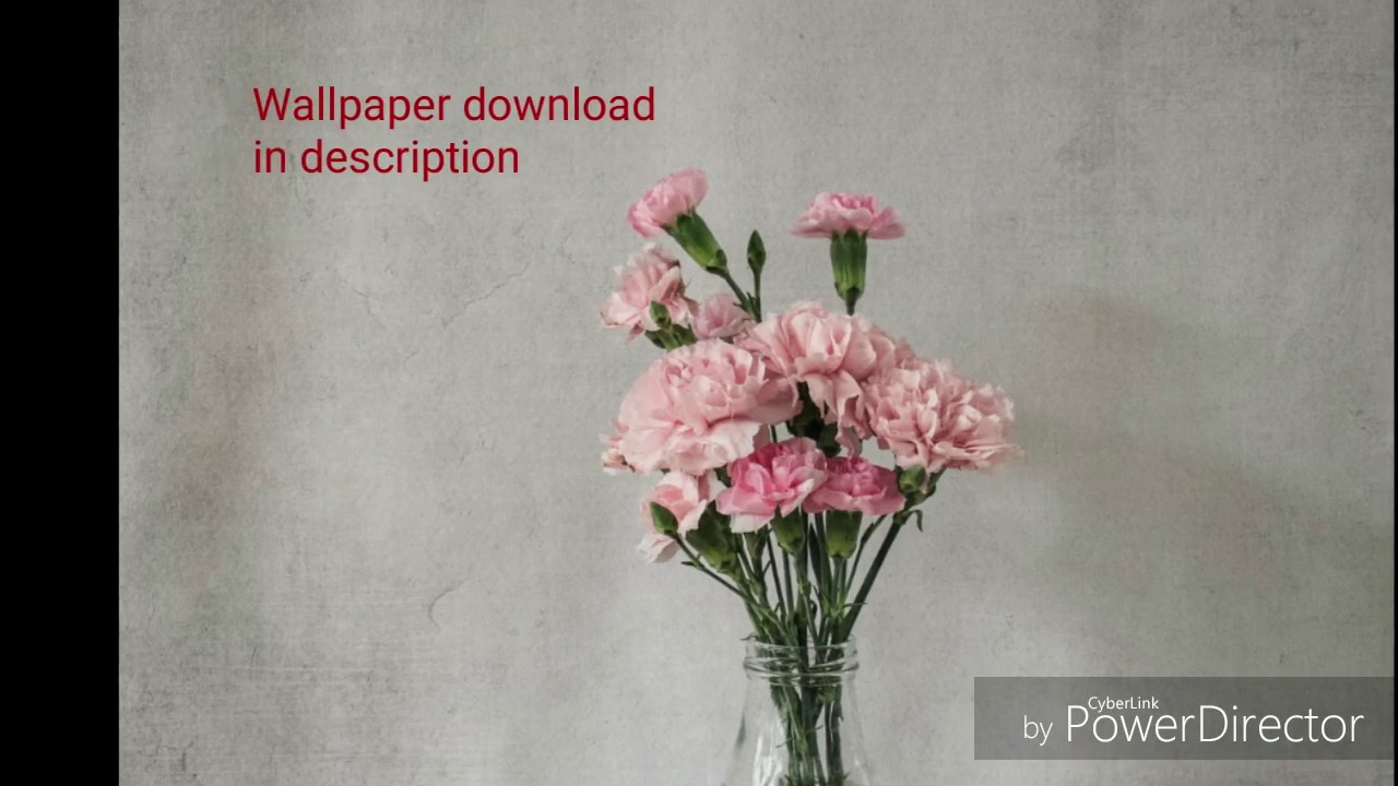 Carnation HD wallpaper