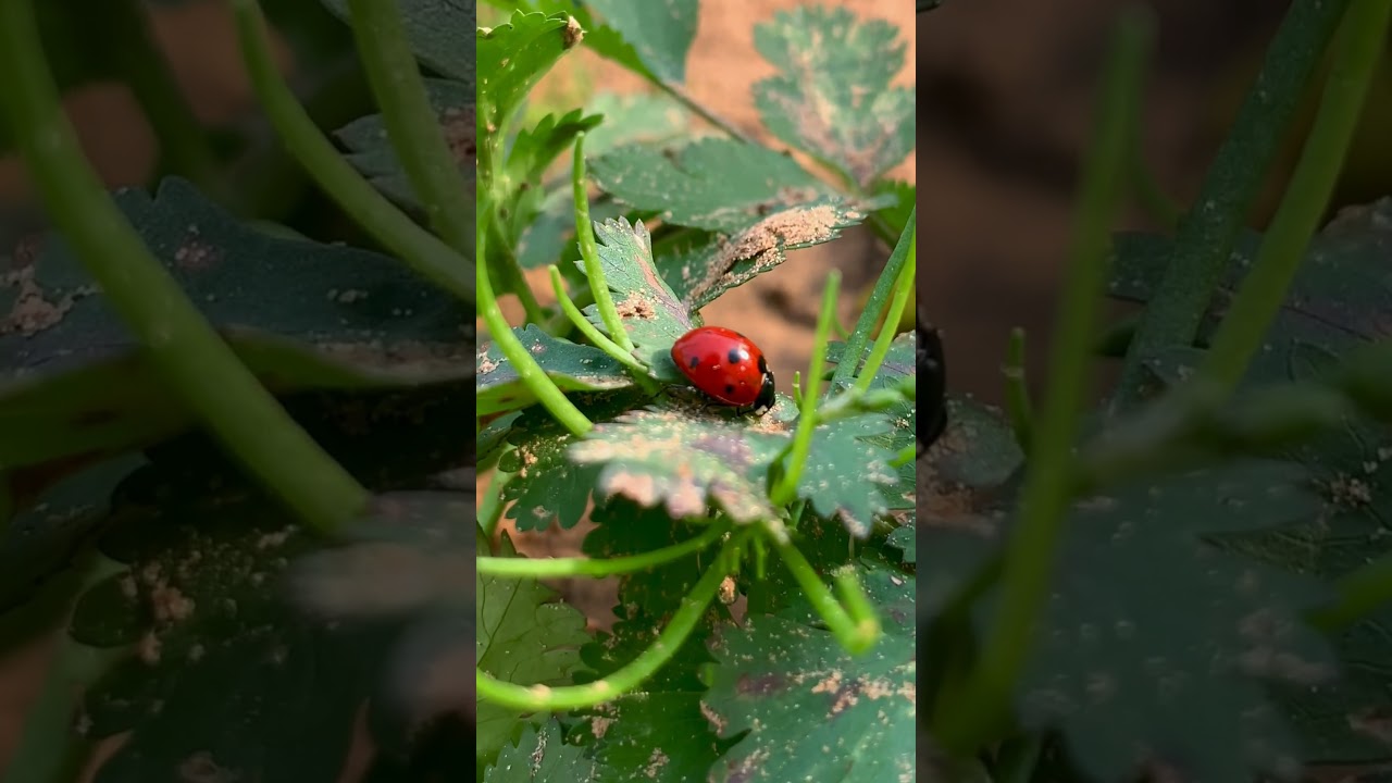 Ladybug facts and interesting information