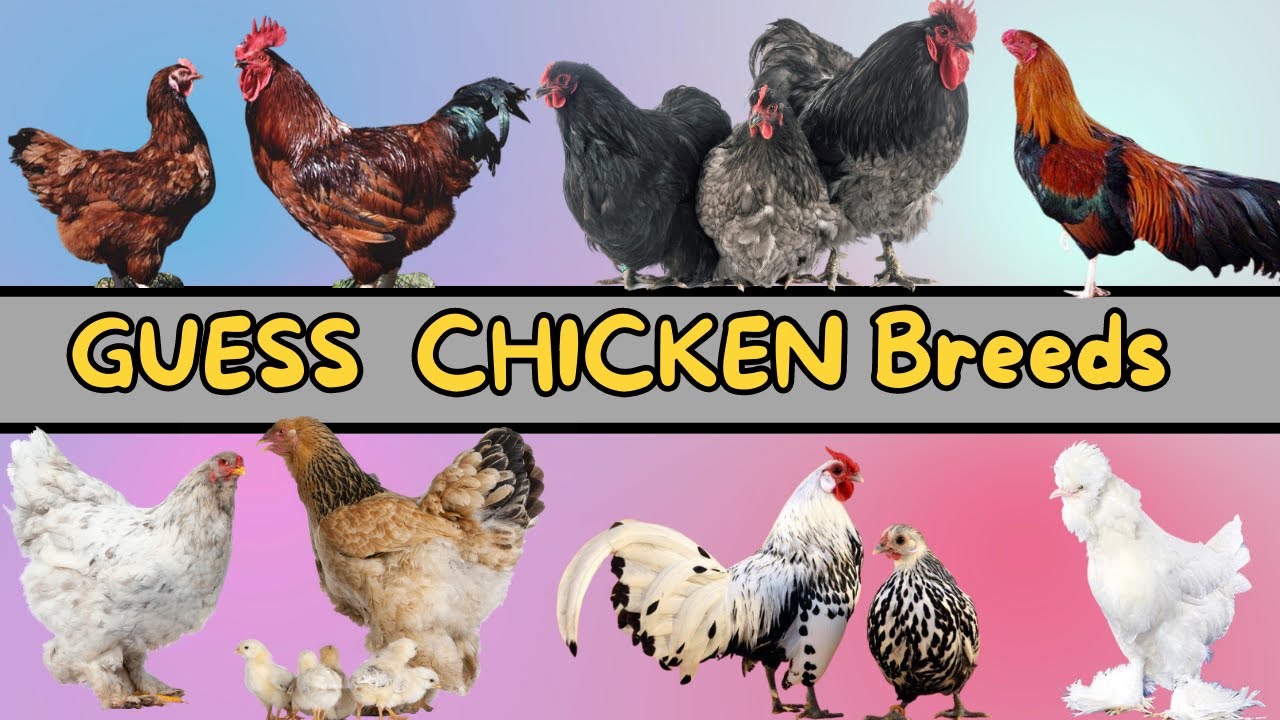 Guess 35 Chicken Breed Quiz by Image and Origin | Test Your Poultry Knowledge 🐔🌎 | Quiz Challenges