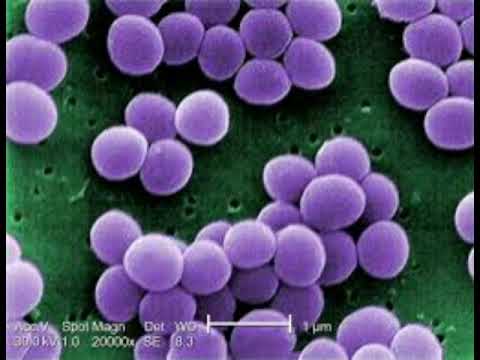Gram positive and gram negative organisms / image based learning