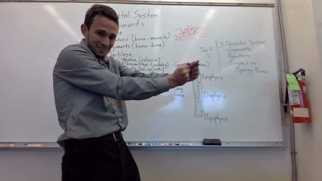 Skeletal System Overview (6.2)