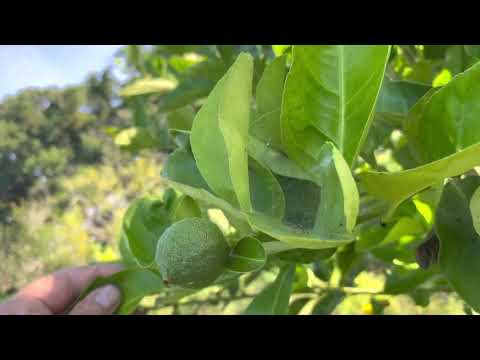 USDA Organic Florida Citrus, only at Frog Valley Tropical Fruit Farm