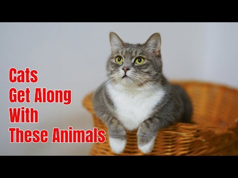 What animals do cats get along with?