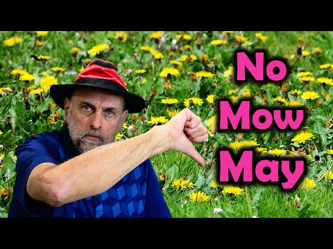No Mow May - Does it Work?