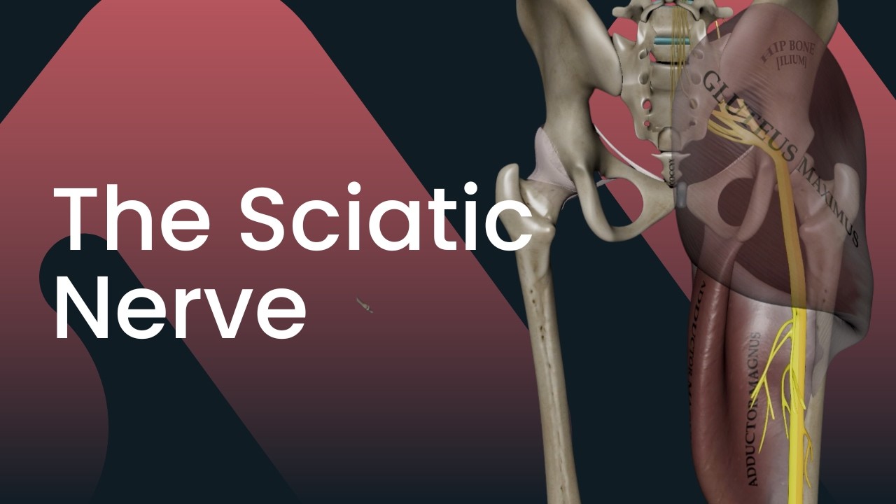 The Sciatic Nerve Explained: Anatomy, Pathway & Branches
