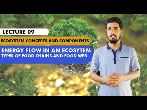 09 Energy Flow in an Ecosystem, Food Chains, Food Webs | Hindi/Urdu