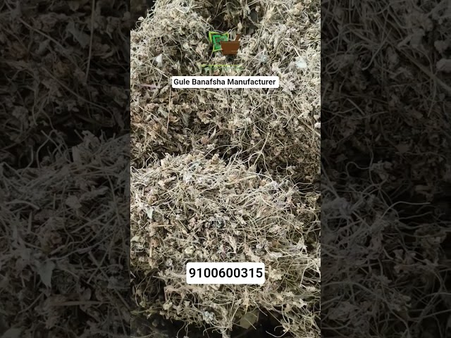 Herbal Seed - Black Gunja Seed Trader - Wholesaler / Distributor from ...